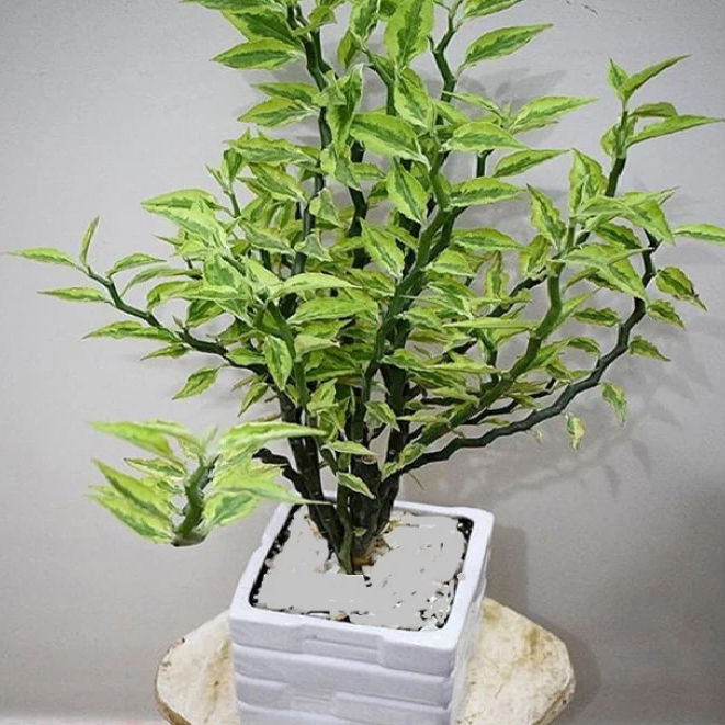 Redbird flower - Devil's-backbone (Euphorbia tithymaloides) | Daraz.lk