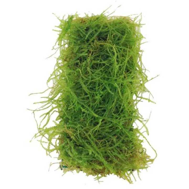 Java Moss-Aquarium Plants/Live plants | Daraz.lk