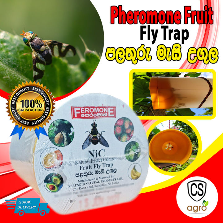 Pheromone Fruit Fly Trap CS Agro Feromone Palathuru Mesi Ugula Home ...