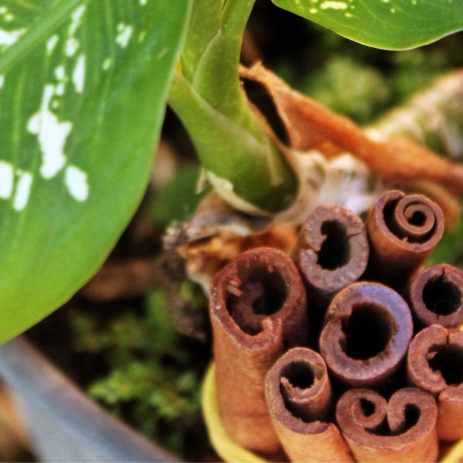 cinnamon plant/kurundu plant/live plants | Daraz.lk