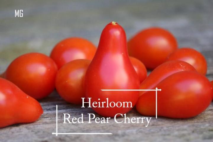 Heirloom Red Pear Cherry Tomato Seeds - 30 Seed *Pot Friendly* Tanam ...