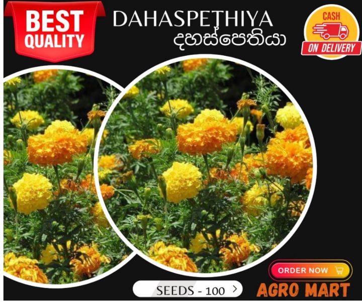 Dahaspethiya seeds - 100 | Daraz.lk