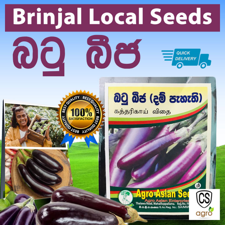 Brinjal Local Seeds Gardening Agriculture Home | Daraz.lk
