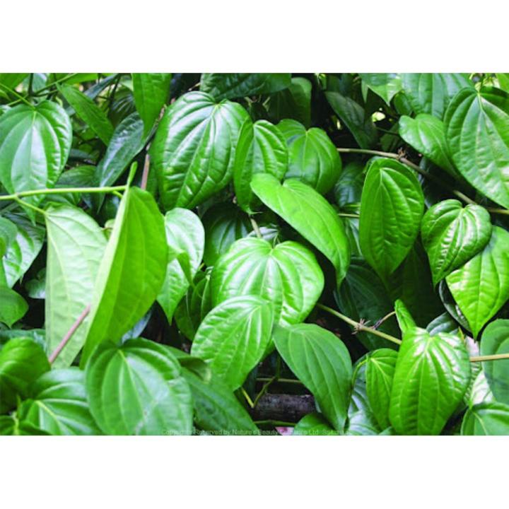 Bulath plant | Daraz.lk: Buy Online at Best Prices in Srilanka | Daraz.lk