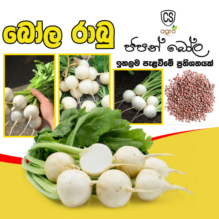 Radish Seeds Bola Rabu Japan Ball Home Gardening Agriculture 1g Quality ...
