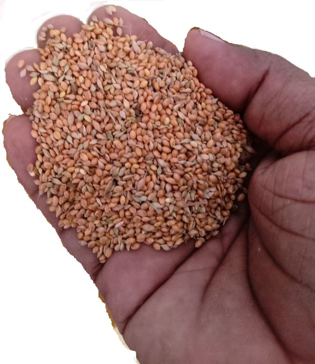 Bird Food 1Kg (Sri Lankan Bagiri) | Daraz.lk