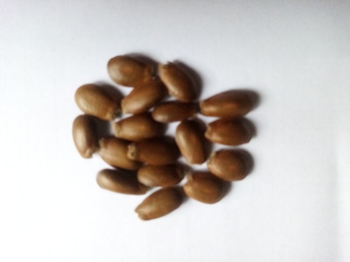 katu anoda 10 seeds for plantation | Daraz.lk