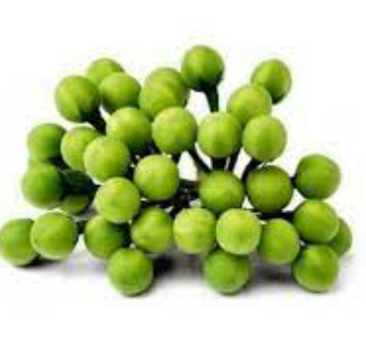 Bindu Thibbatu seeds | Daraz.lk