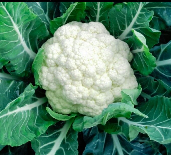 Cauliflower / Mal Gova Seeds For Home Garden | Daraz.lk