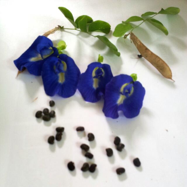 Katarolu / Clitoria flower seeds | Daraz.lk