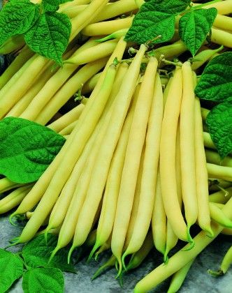 Butter Beans / Wal Bonchi Butter Seeds | Daraz.lk