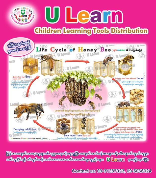 ULearn Poster Life Cycle of Honey Bee | Shop.com.mm