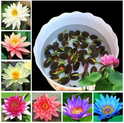 Flower Seed Lotus | Multicolour Lotus Seeds | Summer Variety In a Pack ...