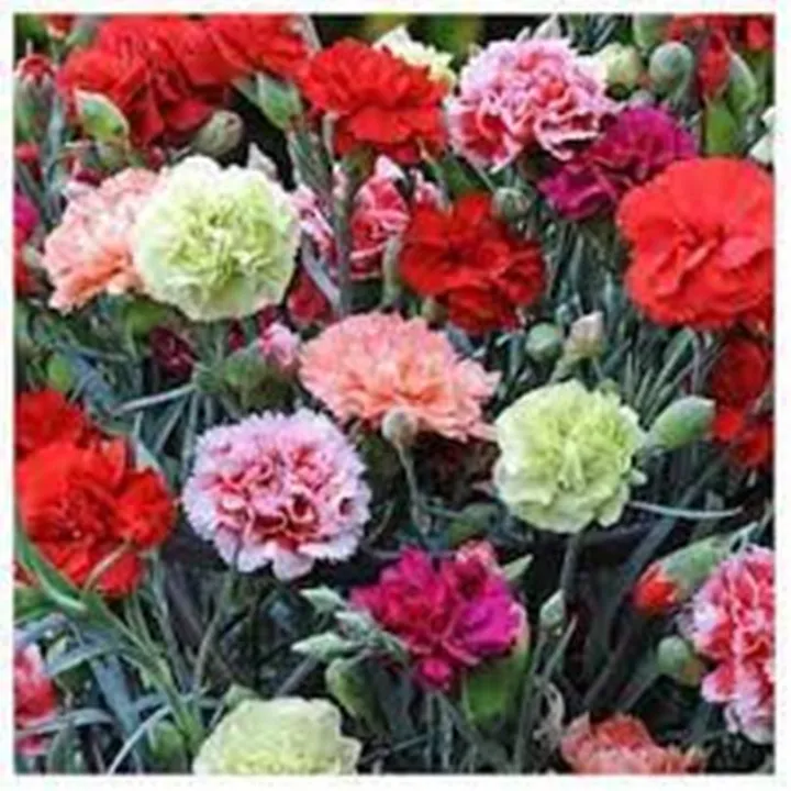 Carnation Flower Seeds 50 Plus Mixed Seeds | Daraz.com.np