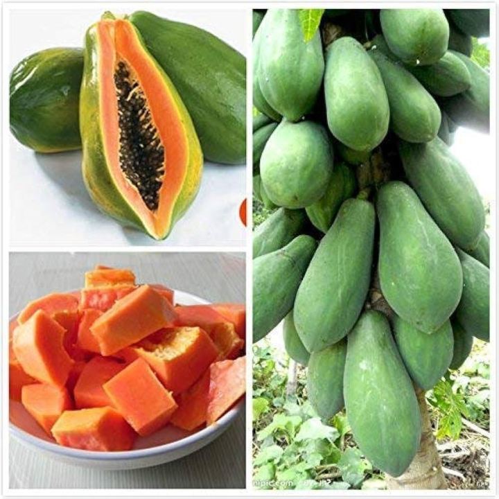1 Packet Papaya F1 Red Queen – Premium Quality, All-Season Hybrid Seeds ...
