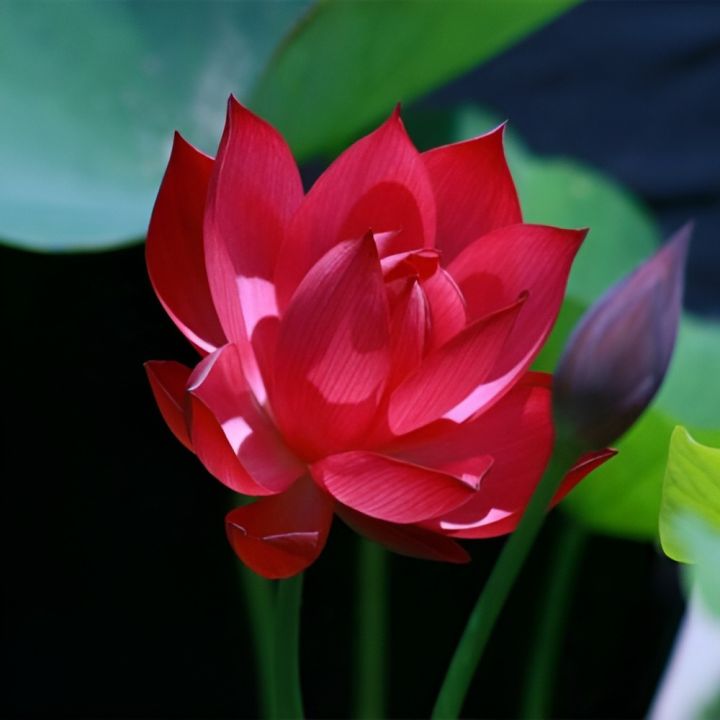 5 Seeds Of Mix Lotus Seeds - Indoor Rare Lotus Flower Seeds | Daraz.com.np