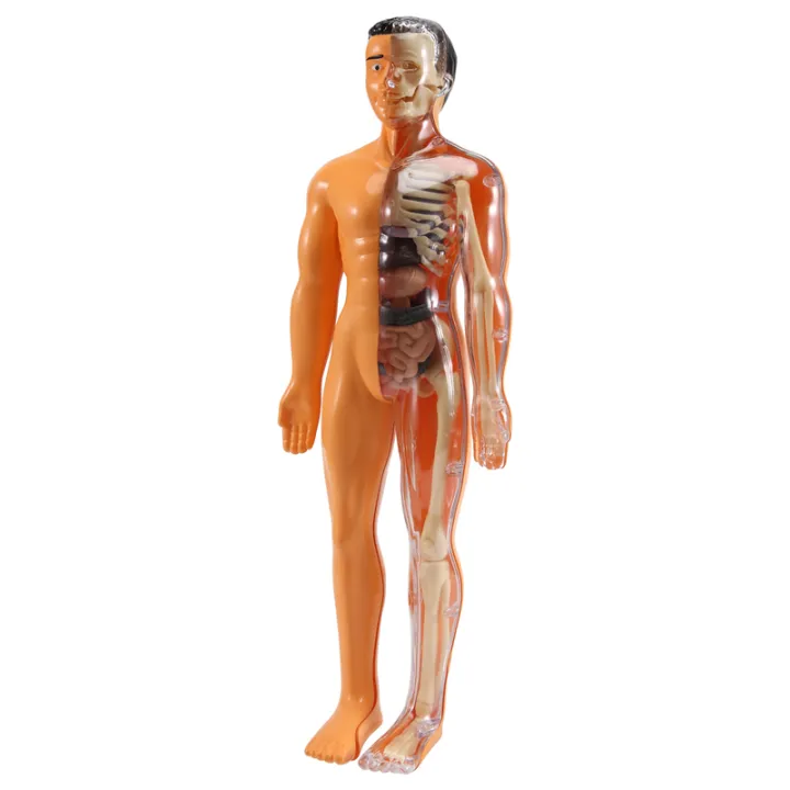 3D Human Body Anatomy Model Plastic DIY Skeleton Science Aids Toys ...