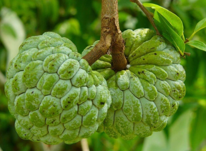 5 Seeds Of Custard Apple ( Sharifa) - Fruit Seeds For Planting In Your ...
