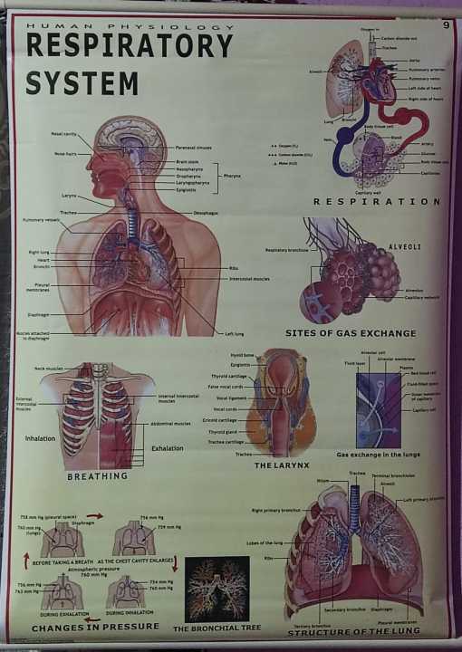 Human Respiratory System Chart Diagram For Educational Purposes - 1 ...
