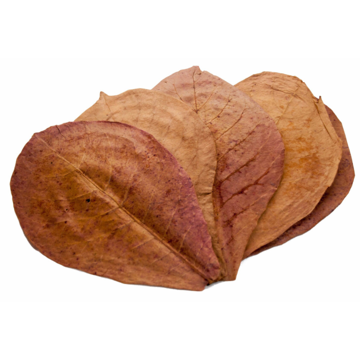 Catappa Leaves Almond Leaves for the freshwater Fish Aquarium 20 Leaves ...