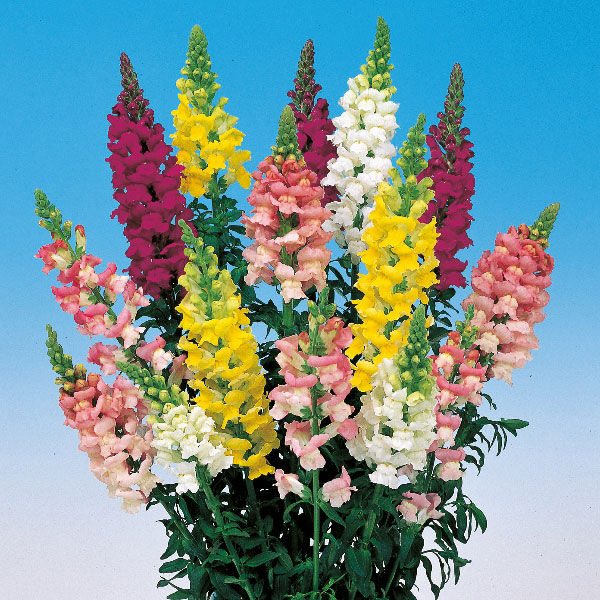 20+ Loose packed Antirrhinum Majus Admiral Mixed F1 Flower Seed | Daraz ...