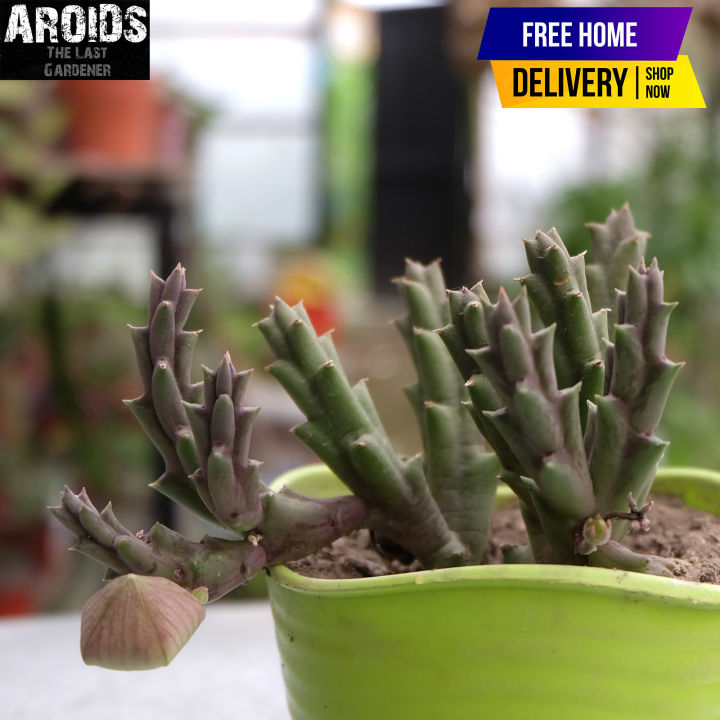 Carrion Flower, Corpse Flowers, Live Natural Succulent, Live Plants ...