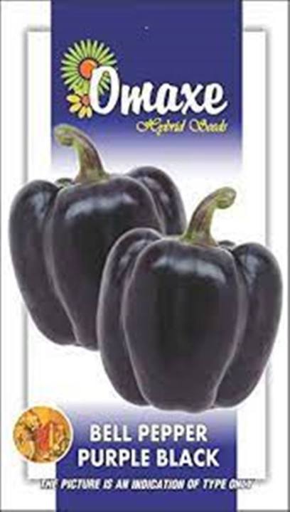 30 Plus Seeds Black Purple Capsicum Shimla Mirch F1 Hybrid - Vegetable ...