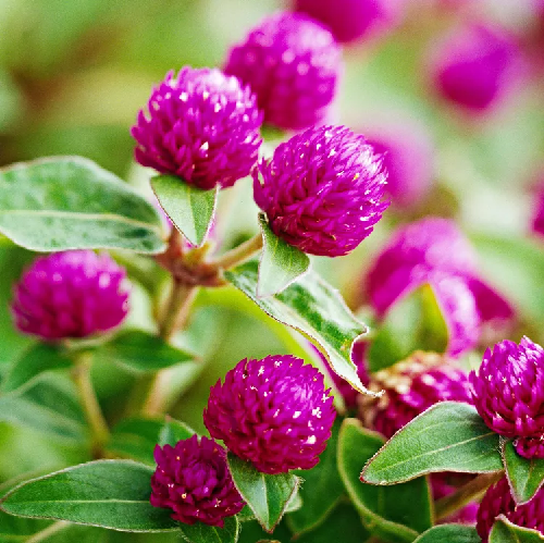 Makhmali Phool | Supari Phool | Globe Amaranth Garden Flower ...