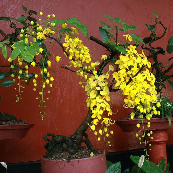 1 Packet Seeds Of Rajbriksha | राजवृक्ष (Cassia fistula (Syn. C ...