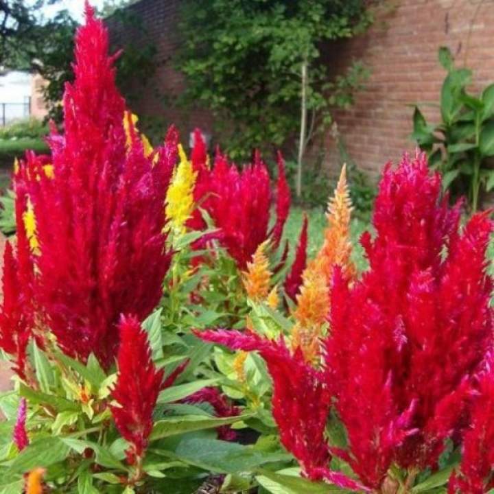 Celosia Plumosa Glorious Red and Mixed Flower 20 Seeds For Garden, Balcony and Bardali | Daraz ...