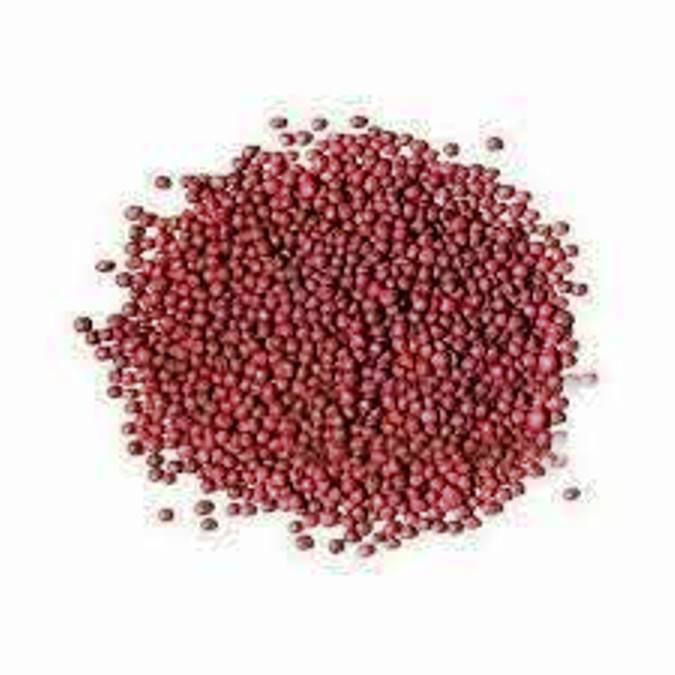 Fresh vegetable Loose Seeds 100 Plus 1 Packet Seed - Turnip Seeds ...