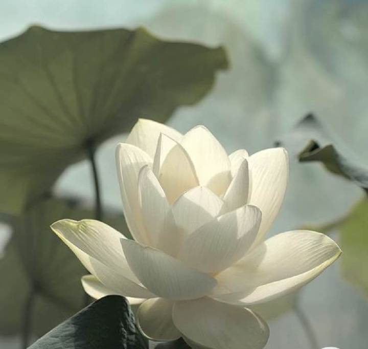 Welcome New Year 2080 With Good Luck Lotus Flower Seeds - 6 Seeds For ...