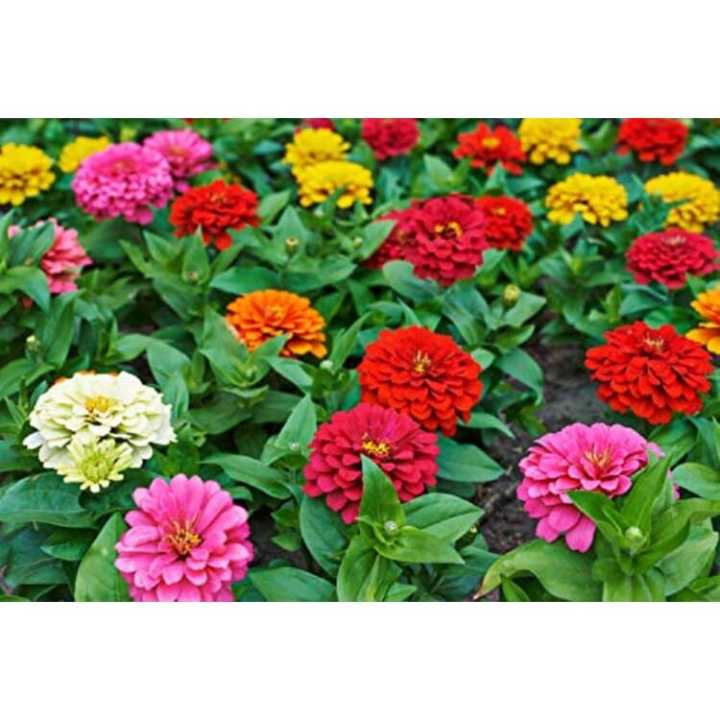 Flower Seeds - 1 Packet Zinnia Zahara Double Mix seeds pack | Daraz.com.np