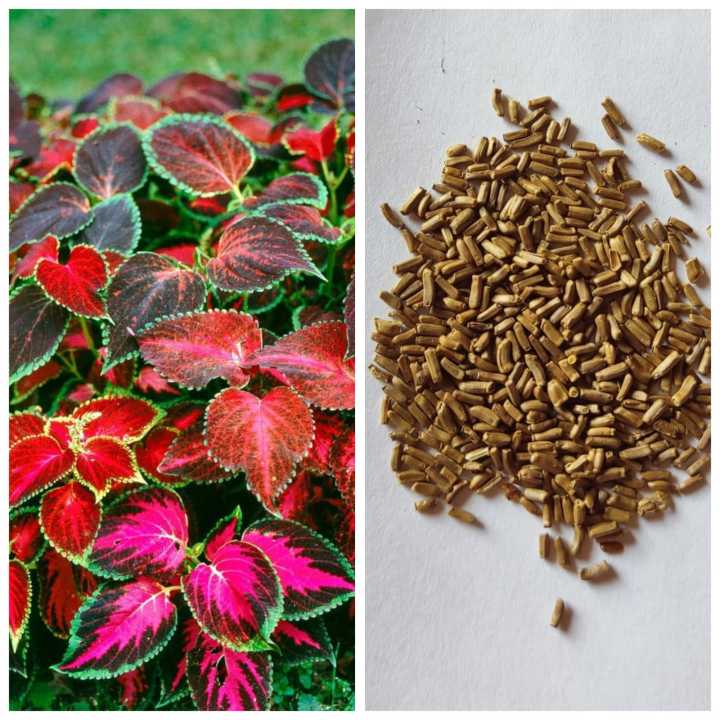 1 Pack Loose Mix Coleus Seeds, Pack of 20 Plus Seeds (All Time All ...
