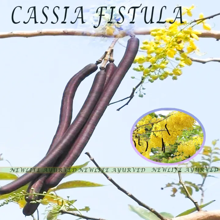 Cassia Fistula Seeds(Amaltas)-5 Pics | Daraz.com.np