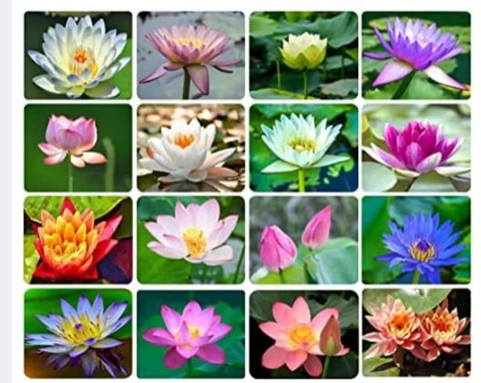 Mixed 10 Types Of Lotus Flower 20 Seeds - 2 Seeds Each (Best For Laxmi ...