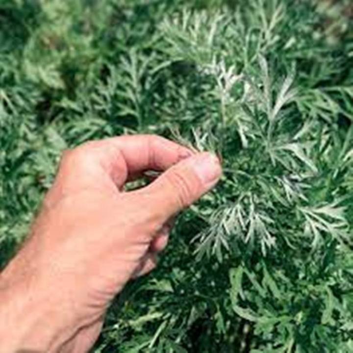 Artemisia Herbal Seeds - Titepati 100 Plus Seeds | Daraz.com.np