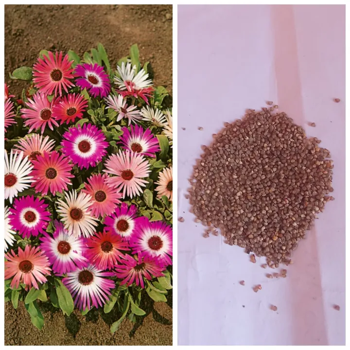 Ice Plant Mix Seeds For Garden And Balcony -100 seeds (Loose Seeds ...