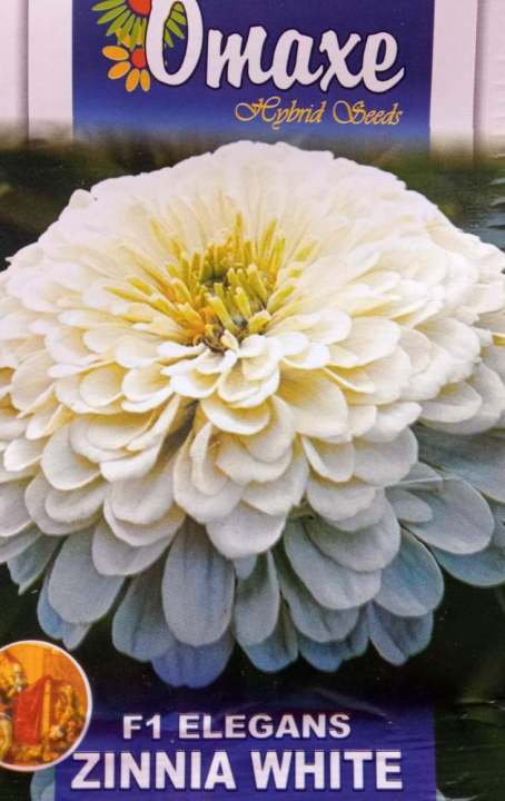 White Zinnia Flower Seeds - 50 Plus Parbati Flower seeds | Daraz.com.np