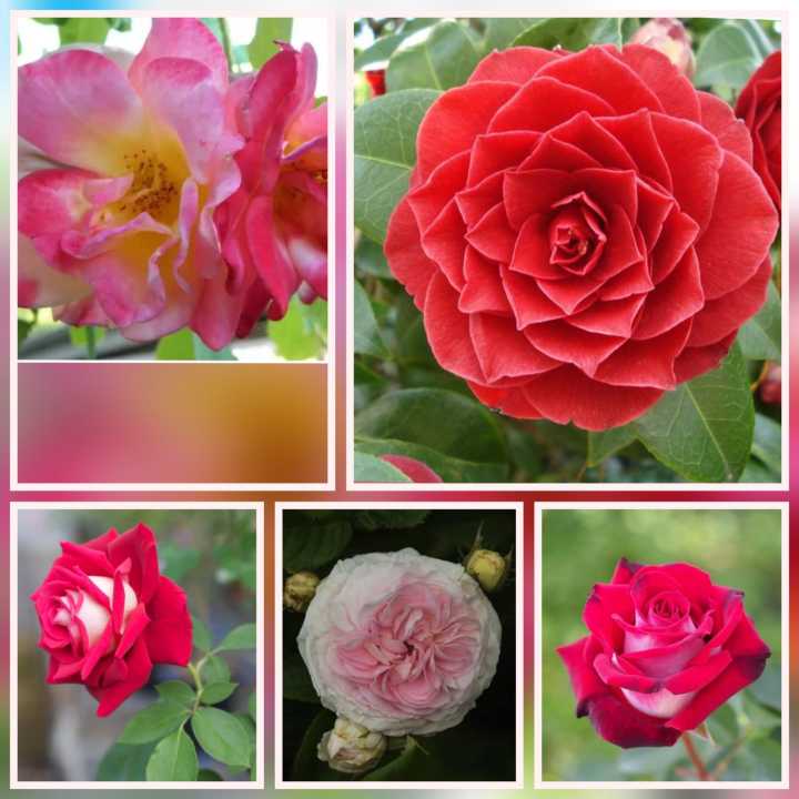 Mixed 5 Types Of Rose Seeds Total 10 Seeds | Daraz.com.np