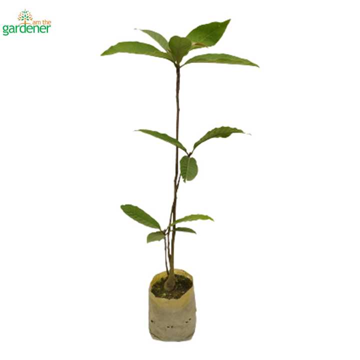 I Am The Gardener Chiuri Fruit, Outdoor Plant, Green Plant | Daraz.com.np