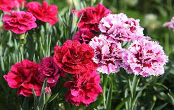 Royal Land Dianthus Seeds Dianthus Caryophyllus Grenadin Snow White ...