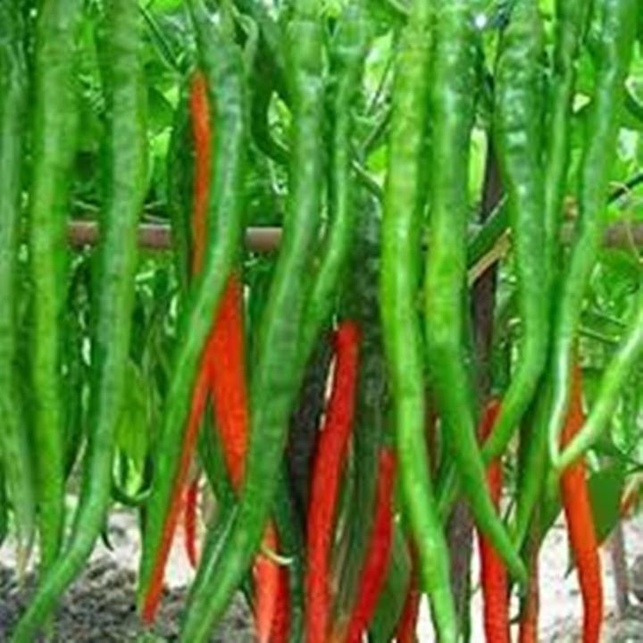 1 Packet Chilli Seeds - Mix Pepper Seeds 2 Gram | Daraz.com.np