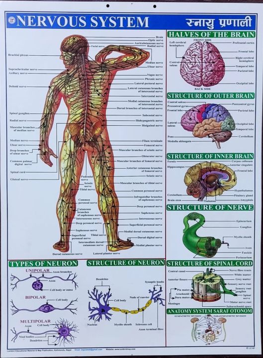Study Material Chart Of Nervous And Respiratory System, Two Sided ...