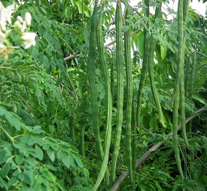 Moringa Seeds for Planting | ODC 3 Variety | Drumstick Tree | Daraz.com.np
