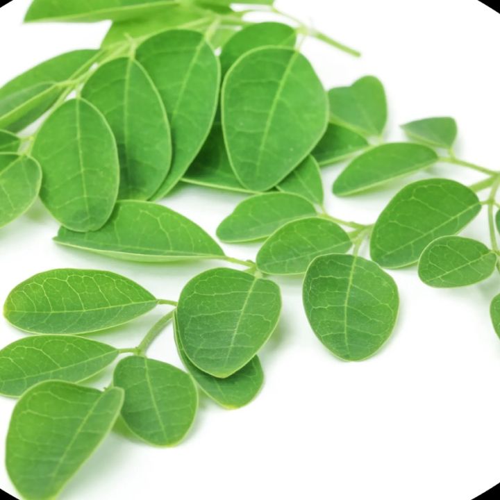 Moringa Muniga Sohijan Shitalchini Drum Stick Leaves 300 Gram For ...