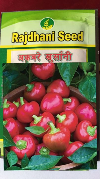 Akabare Khursani Seeds For Balcony, Bardali And Garden 50 +Quality ...
