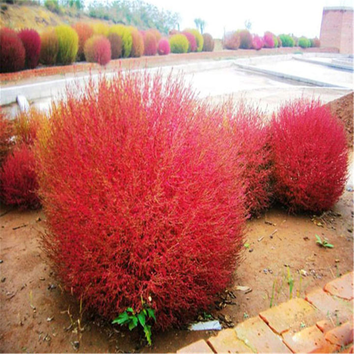 Grass Burning Bush Kochia Scoparia Red And Green Flower Mixed 20 Seeds ...