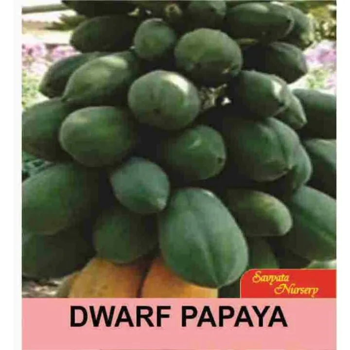 Kalami Dwarf Papaya 10 Seeds For Garden, Kitchen Garden And Kausi Kheti ...