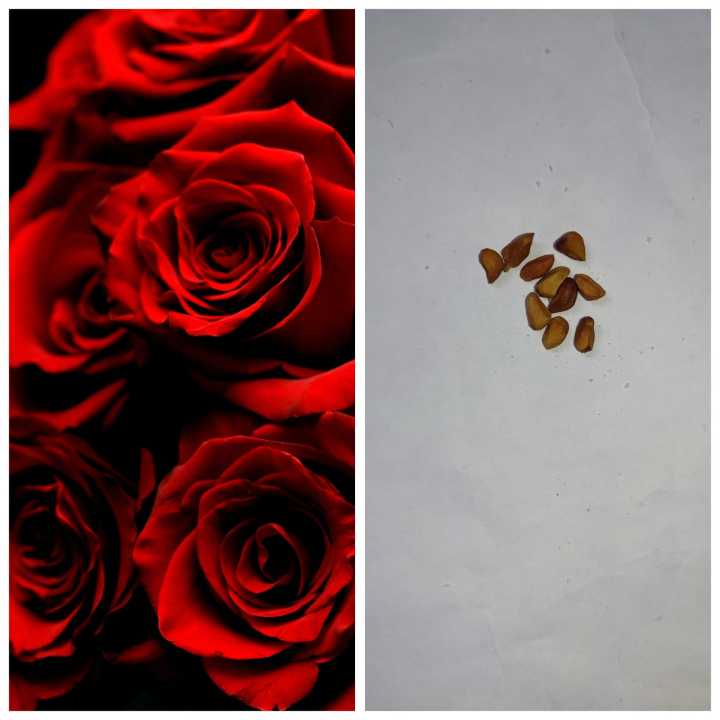 Rose Seeds For Garden And Balcony -(Loose Seeds) | Daraz.com.np